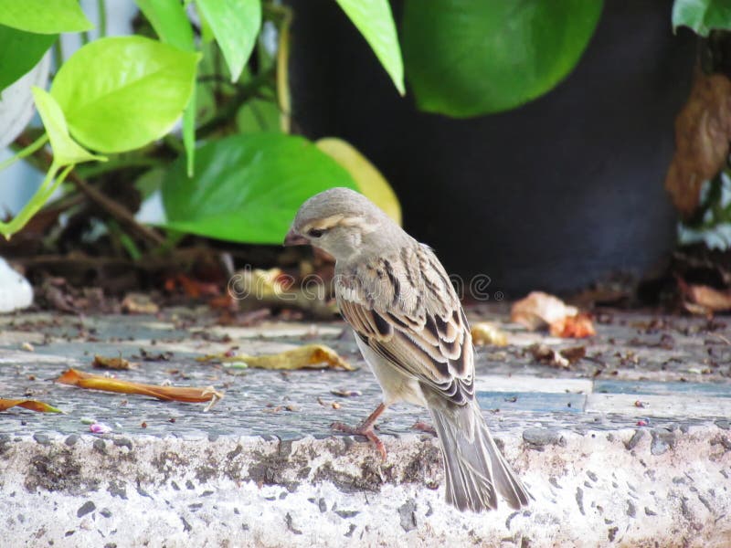 Sparrow Standing on the Table Stock Photo - Image of perching ...