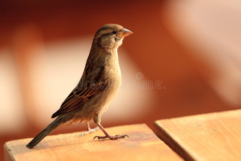 Sparrow Standing on a Table Stock Photo - Image of domesticus, sparrow ...