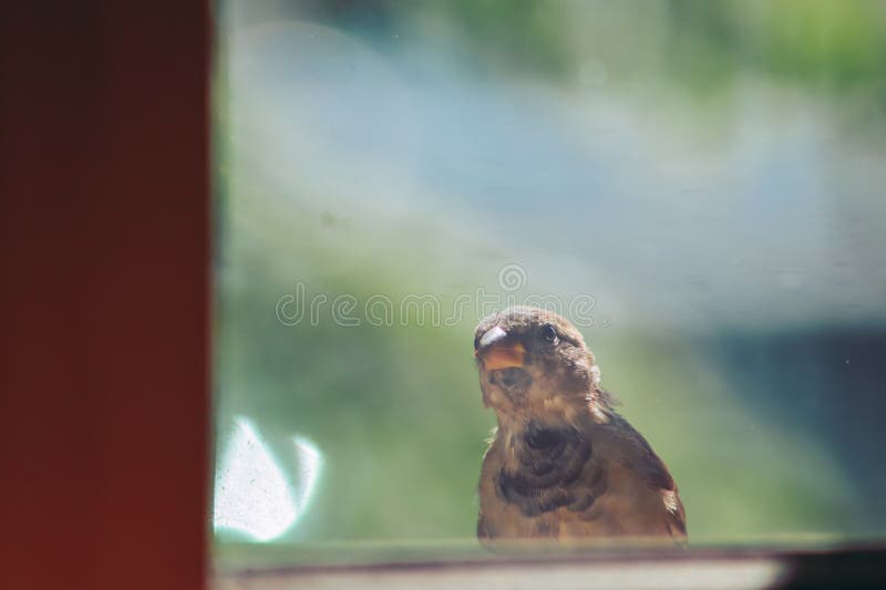 Sparrow Standing on a Windowsill Looking Curiously through the Window ...