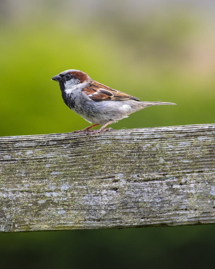 Sparrow stock photo. Image of natural, standing, beauty - 250483728