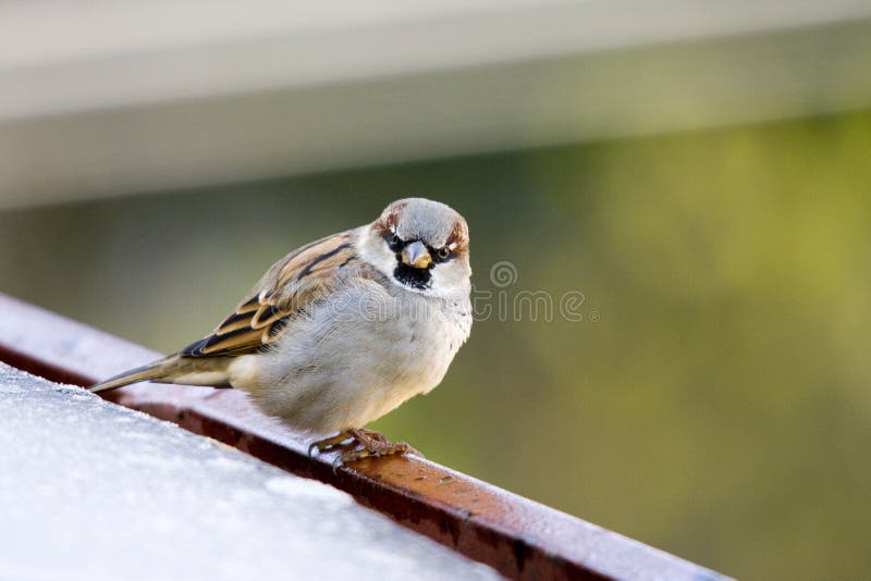 Angry House Sparrow stock image. Image of finch, wildlife - 34793771