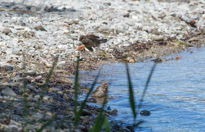 Sparrow Taking Off after Having a Bath at the Lake Stock Photo - Image ...