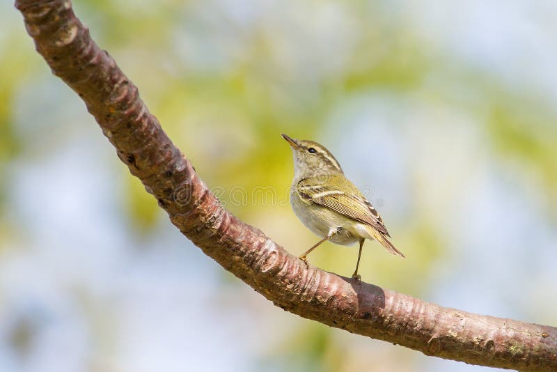 Sparrow stock image. Image of bird, russet, birds, weaver - 72915049