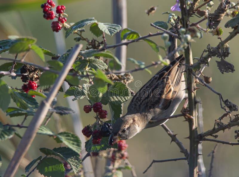 Sparrow on top tree branch stock image. Image of rust - 331100683