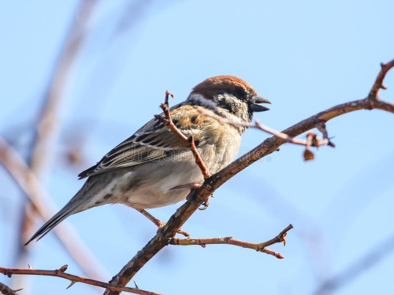 Sparrow on a Tree Against a Blue Sky Stock Photo - Image of field ...