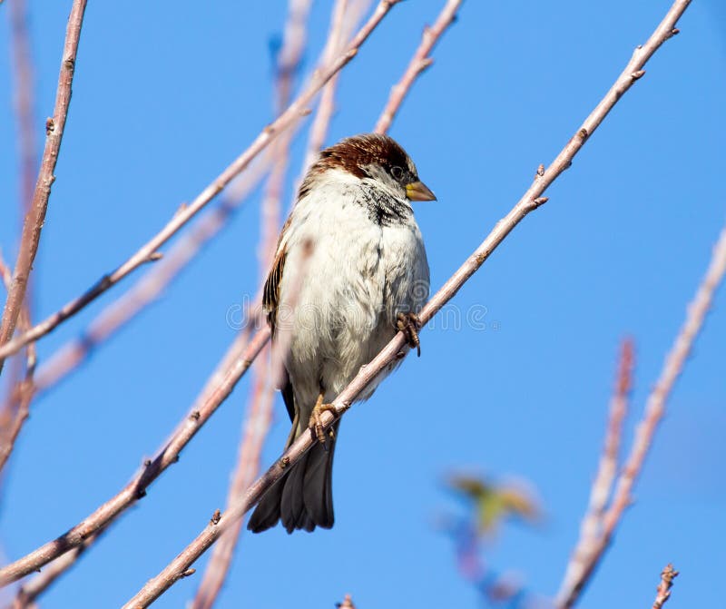 Sparrow on a Tree Against the Blue Sky Stock Photo - Image of ...