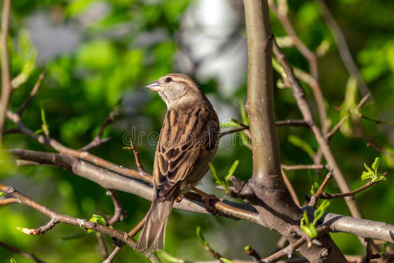 Sparrow on the tree stock photo. Image of outdoors, birding - 180652704