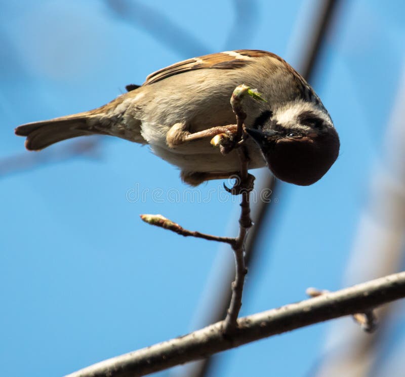 Sparrow on a Tree Branch Against the Blue Sky Stock Photo - Image of ...