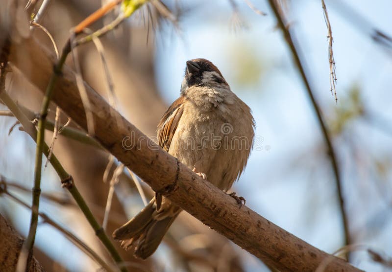 Sparrow on a Tree Branch Against the Blue Sky Stock Photo - Image of ...
