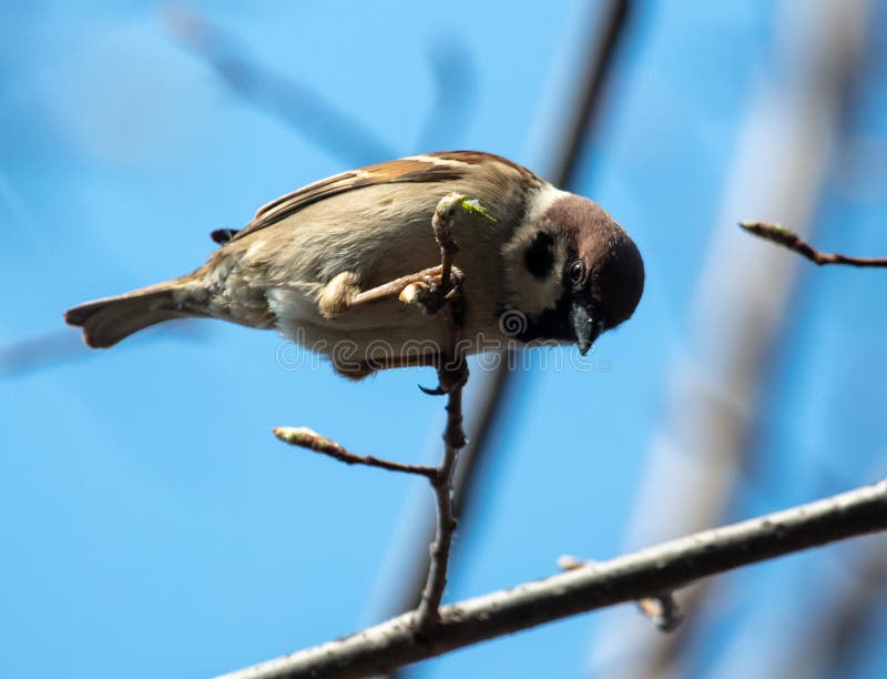 Sparrow on a Tree Branch Against the Blue Sky Stock Photo - Image of ...