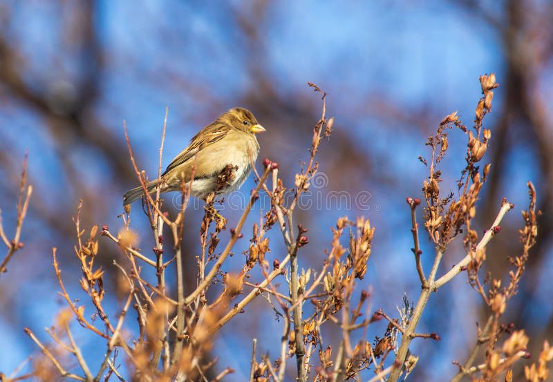 Sparrow on a Tree Branch Against a Blue Sky Stock Image - Image of ...