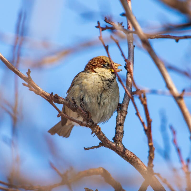 Sparrow on a Tree Branch Against a Blue Sky Stock Photo - Image of ...