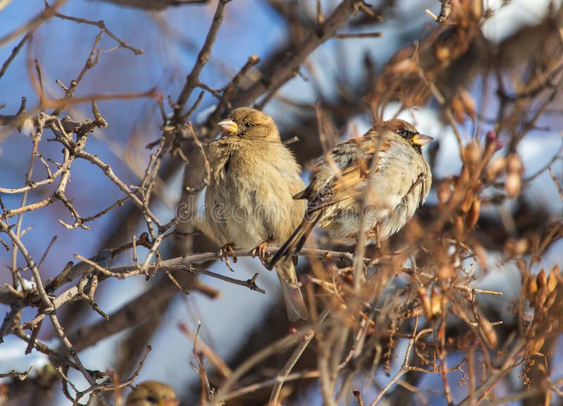 Sparrow on a Tree Branch Against a Blue Sky Stock Photo - Image of ...