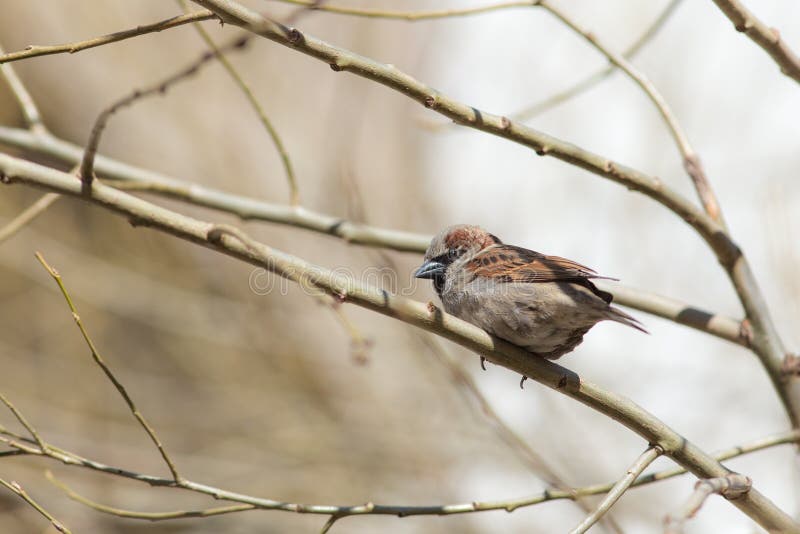 Sparrow on a tree branch stock photo. Image of spring - 89493726