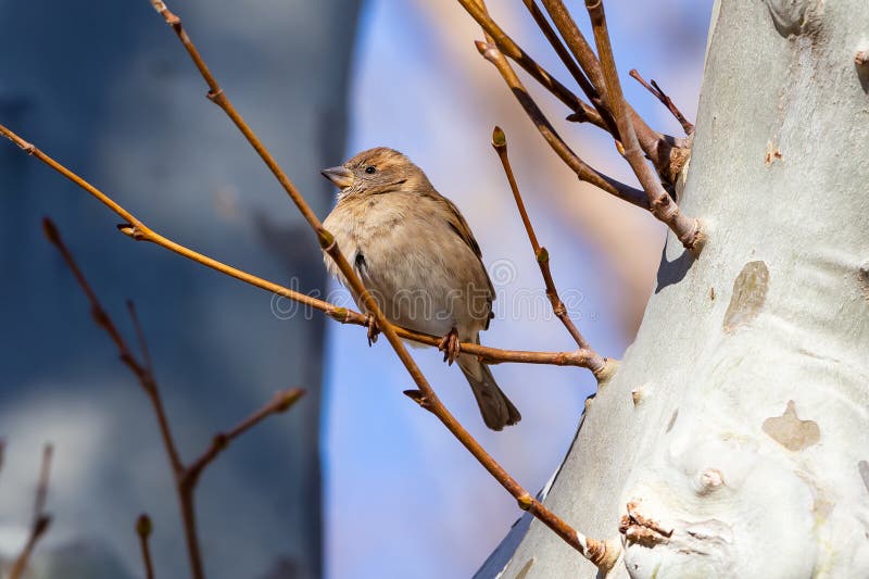 Sparrow on a Tree Branch. Small Bird. Bird in Danger of Extinction ...