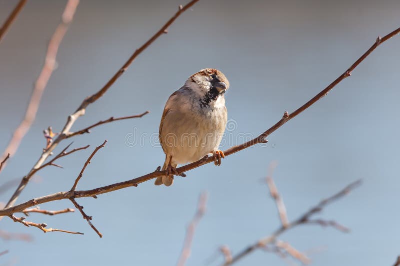 Sparrow on a Tree Branch. Small Bird. Wild Life Stock Photo - Image of ...