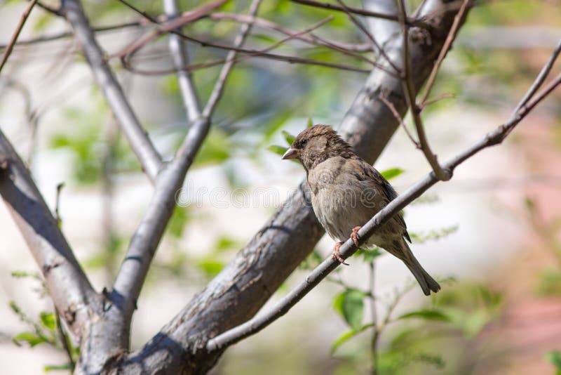 Sparrow on a tree branch stock image. Image of outdoors - 71090239