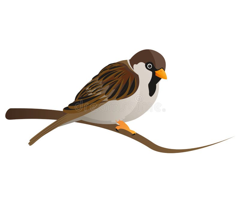 Sparrow Stock Illustrations – 24,411 Sparrow Stock Illustrations ...