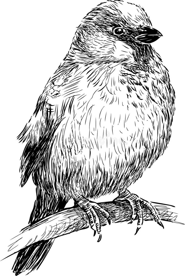 Realistic Sparrow Drawing Stock Illustrations – 1,129 Realistic Sparrow ...