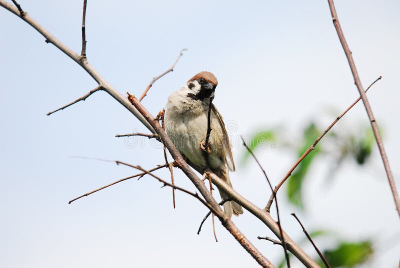Sparrow stock image. Image of ornithology, outdoors, december - 42002453