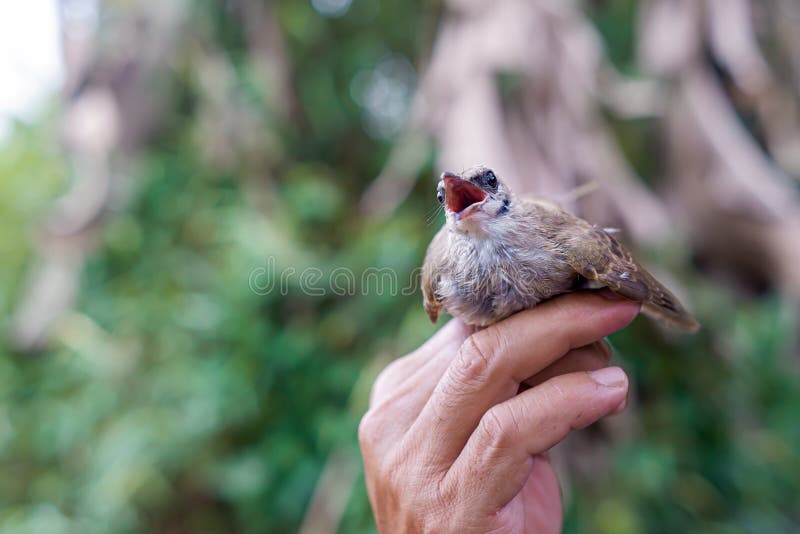 Help Wild Animals Cartoon Stock Photos - Free & Royalty-Free Stock ...