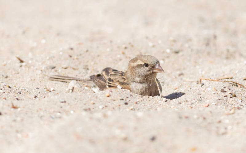 Sparrow Washing Sand Stock Photos - Free & Royalty-Free Stock Photos ...