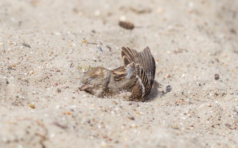 Sparrow Washing Sand Stock Photos - Free & Royalty-Free Stock Photos ...