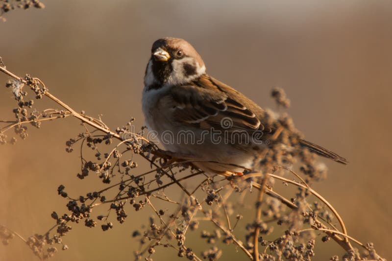 Sparrow, a Winter Portrait of a Cold Bird Stock Photo - Image of ...
