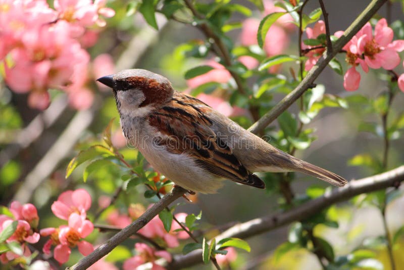 Sparrow stock image. Image of tree, sparrow, birds, spring - 56564575