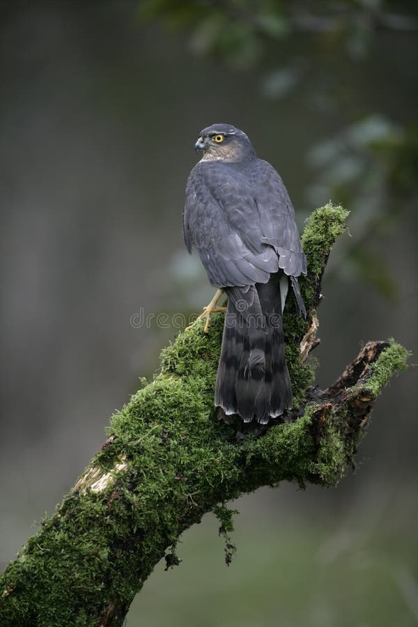 Sparrowhawk, Accipiter Nisus Stock Image - Image of sparrowhawk, bird ...