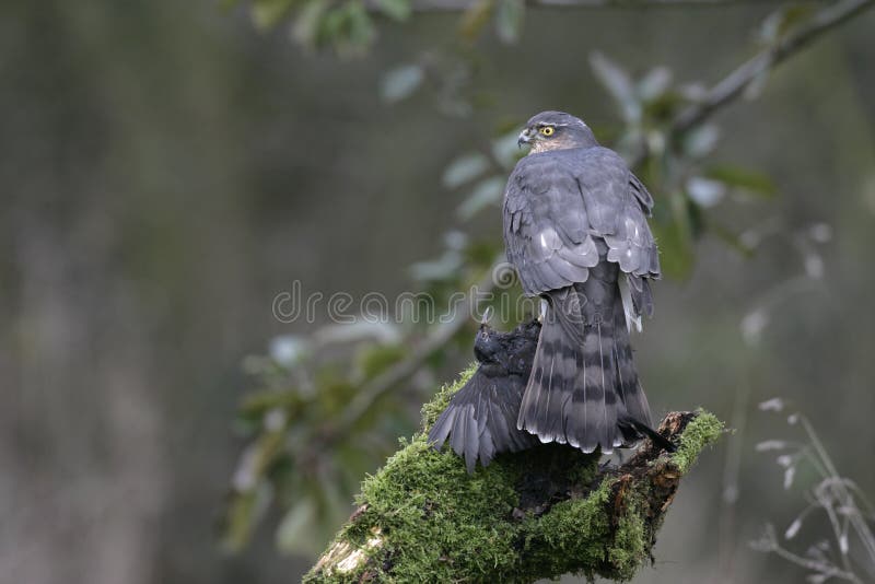 Sparrowhawk, Accipiter Nisus Stock Photo - Image of hawk, sparrowhawk ...