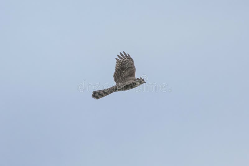 A Sparrowhawk in flying. stock image. Image of wildlife - 263044831