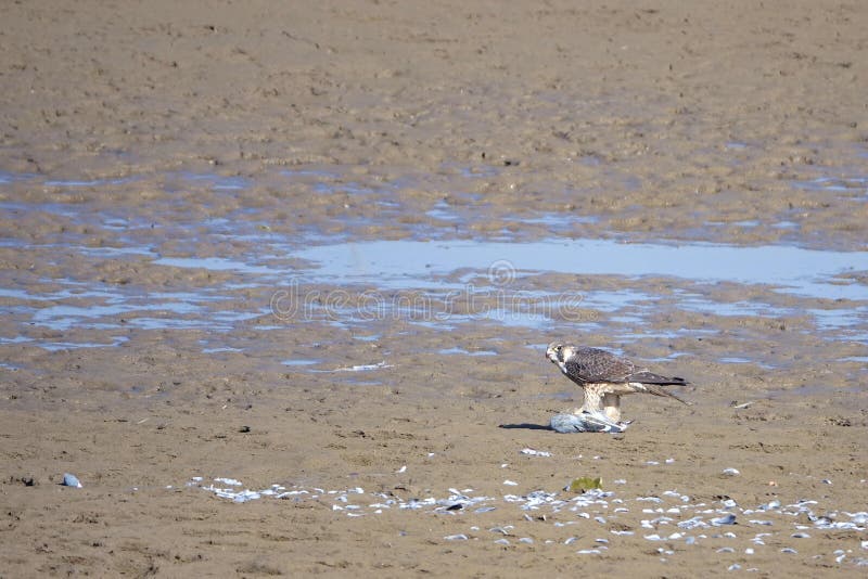 Sparrowhawk hunting stock image. Image of accipiter - 106026209