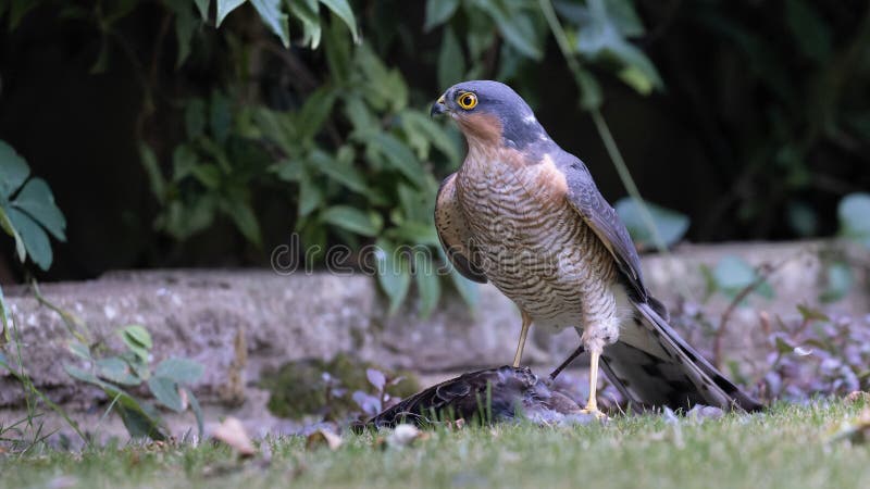 Sparrowhawk with its prey stock photo. Image of nisus - 232916274