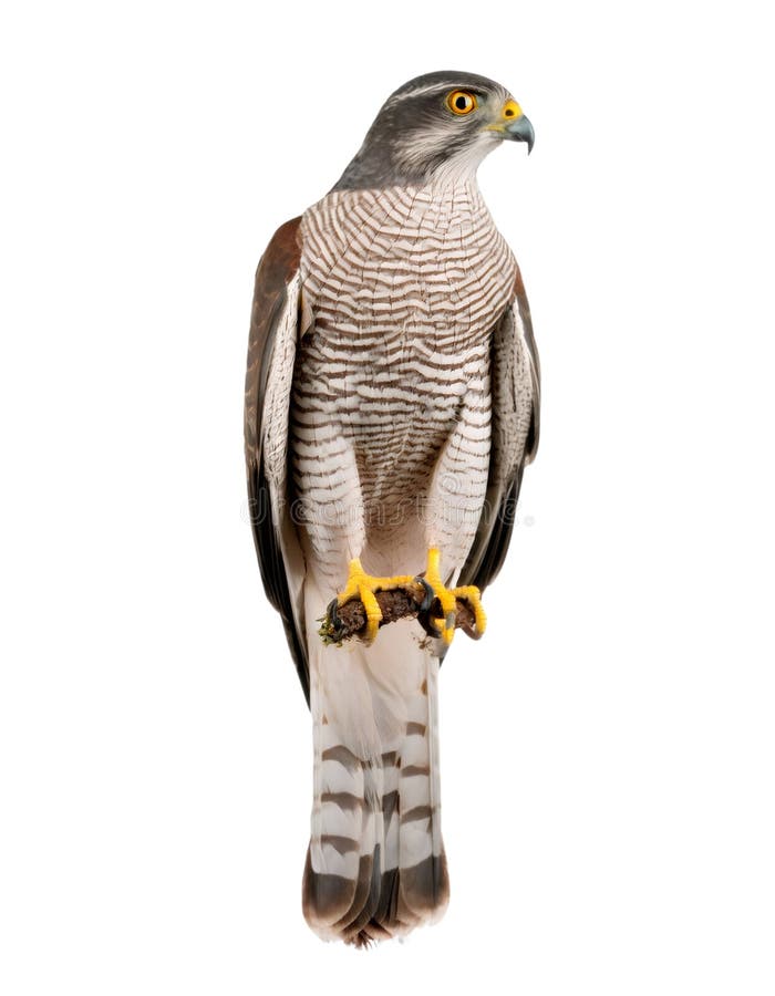 Sparrowhawk Perched on a Branch, Isolated on Transparent Background ...