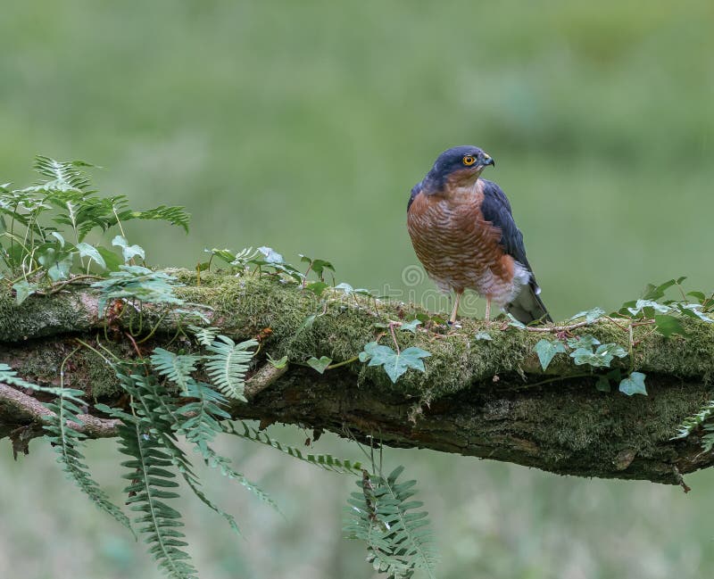 Sparrowhawk with prey stock photo. Image of wilderness - 94686478