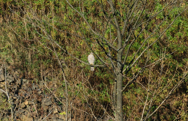 Bird Sitting on a Tree Branch. Stock Photo - Image of birdwatching ...