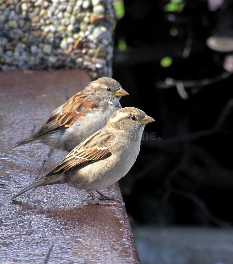 Sparrows stock image. Image of birds, bird, sparrow, ornithology - 11952719