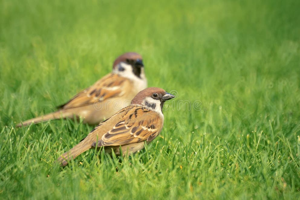 Sparrows stock photo. Image of animal, spadger, bird - 24657684