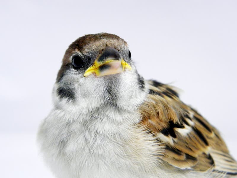 Sparrows As the Most Common Birds in the Human Environment (Thousands ...