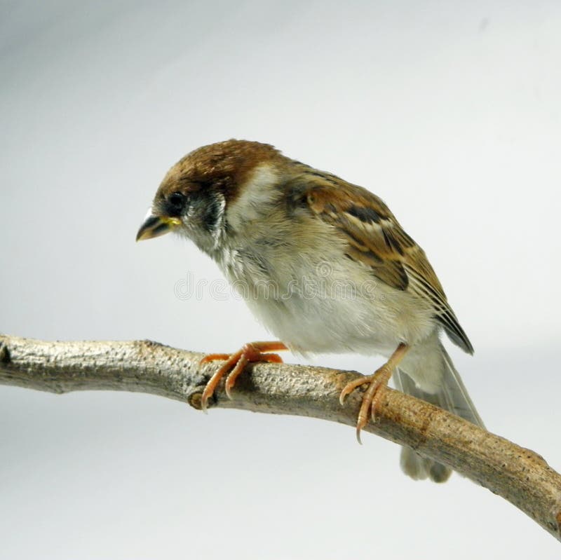 Sparrows As the Most Common Birds in the Human Environment (Thousands ...