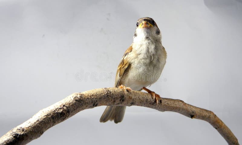Sparrows As the Most Common Birds in the Human Environment (Thousands ...