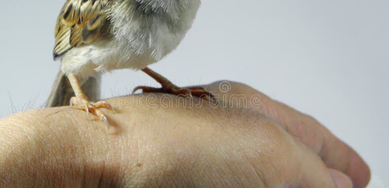 Sparrows As the Most Common Birds in the Human Environment (Thousands ...