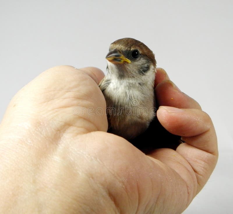 Sparrows As the Most Common Birds in the Human Environment (Thousands ...