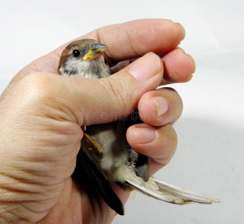 Sparrows As the Most Common Birds in the Human Environment (Thousands ...