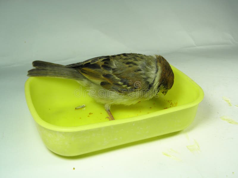 Sparrows As the Most Common Birds in the Human Environment (Thousands ...