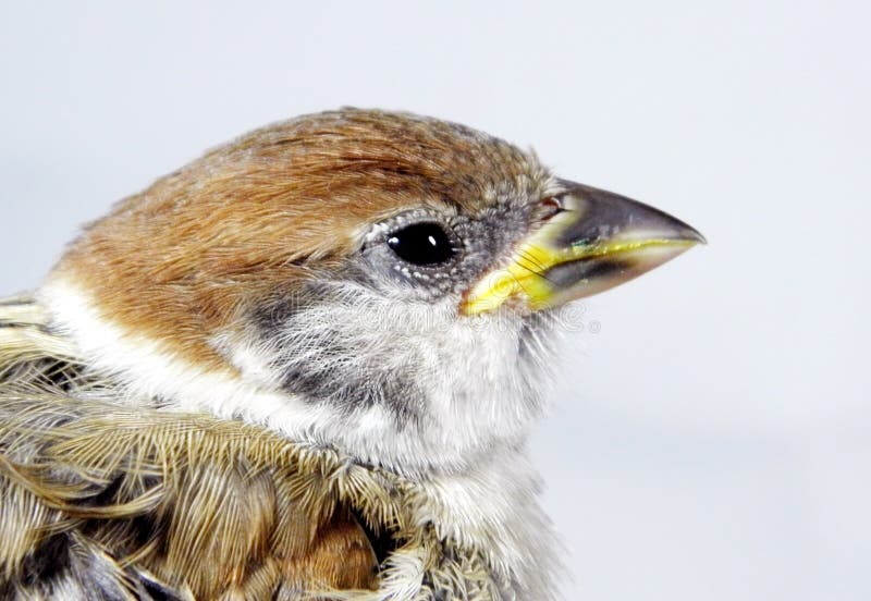 Sparrows As the Most Common Birds in the Human Environment (Thousands ...