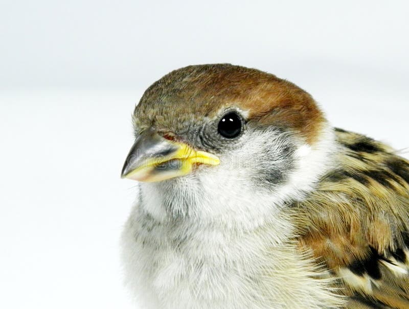 Sparrows As the Most Common Birds in the Human Environment (Thousands ...