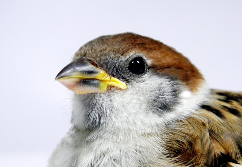 Sparrows As the Most Common Birds in the Human Environment (Thousands ...