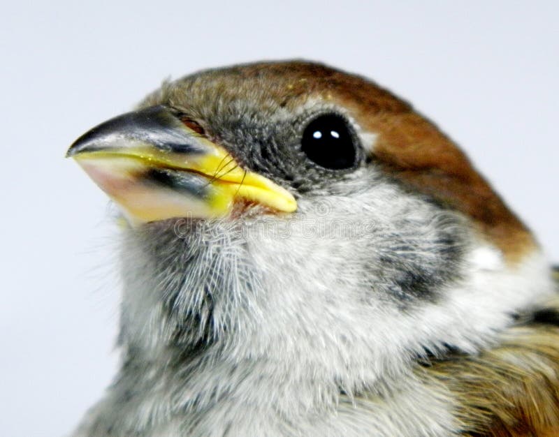 Sparrows As the Most Common Birds in the Human Environment (Thousands ...